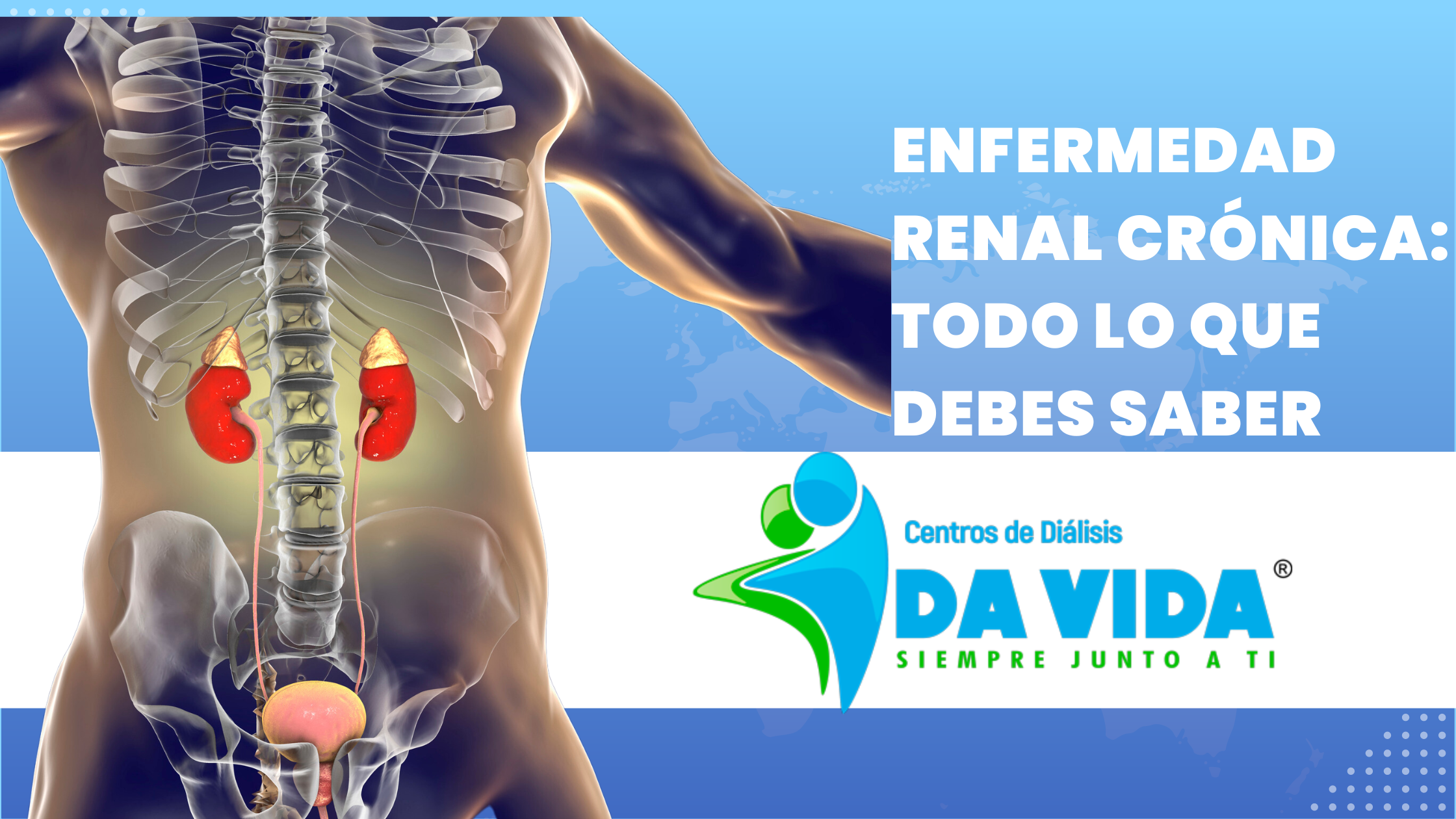 Enfermedad renal crónica: todo lo que debes saber - Davida